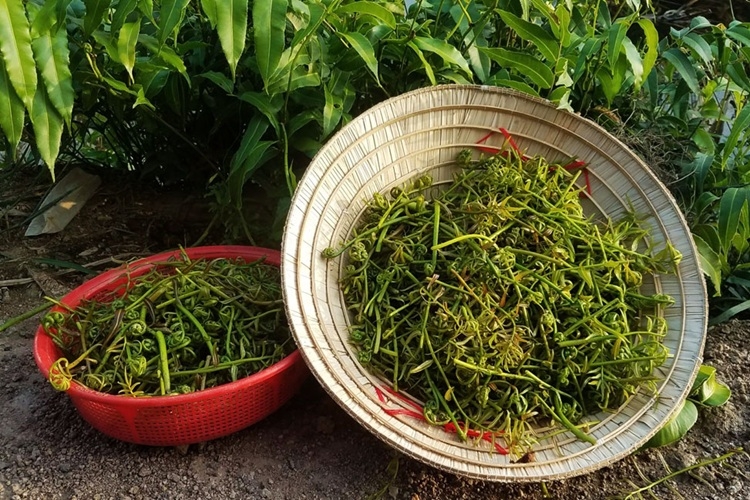 Rau đọt choại là loại rau gì? Những món ngon được chế biến từ rau