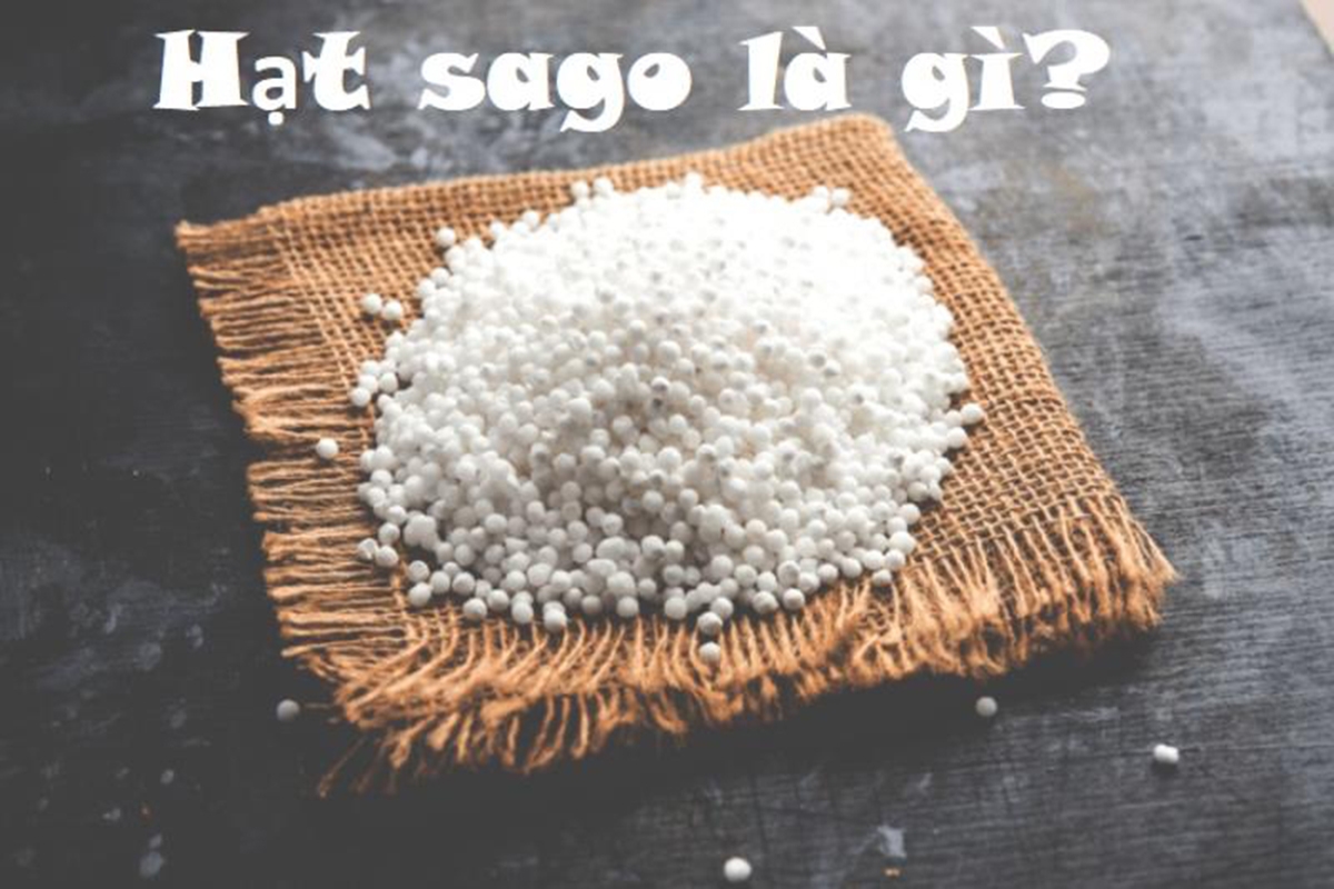 Sago là gì? Khám phá nguồn gốc và công dụng thực tế của loại tinh bột ...