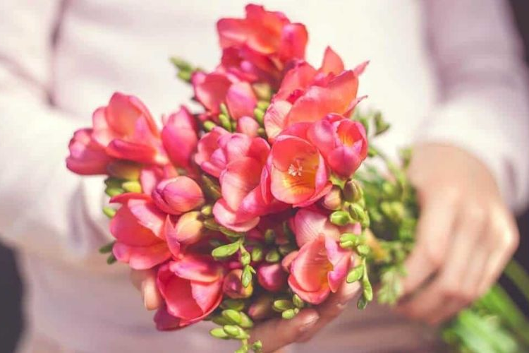 Hoa Freesia là gì? Khám phá vẻ đẹp của loài hoa lan Nam Phi