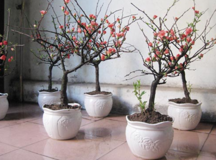 Hoa mai đỏ là gì? Nguồn gốc, ý nghĩa, tác dụng và cách trồng