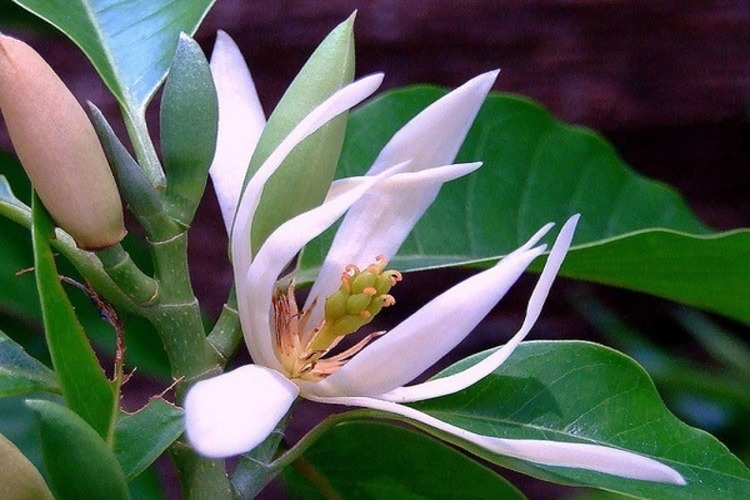 Hoa ngọc lan: Vẻ đẹp thanh khiết, mùi hương dịu dàng gợi nhớ những ký ức xưa