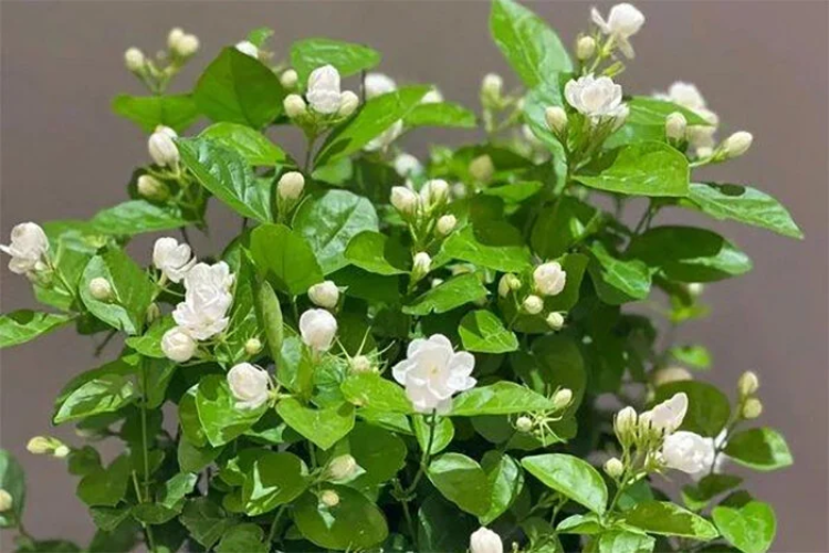 Hoa nhài là gì? Đặc điểm, ý nghĩa và công dụng chính của hoa nhài