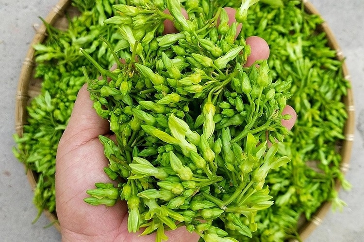 Tìm hiểu hoa thiên lý: Mộc mạc trong vườn, thanh khiết trong lòng người Việt