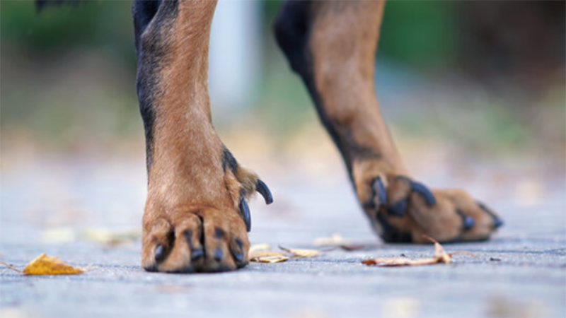 Huyền đề là gì? Tìm hiểu đặc điểm và ý nghĩa của huyền đề ở chó