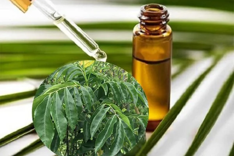 Lá mắc mật là gì? Công dụng và các món ăn kết hợp với lá mắc mật