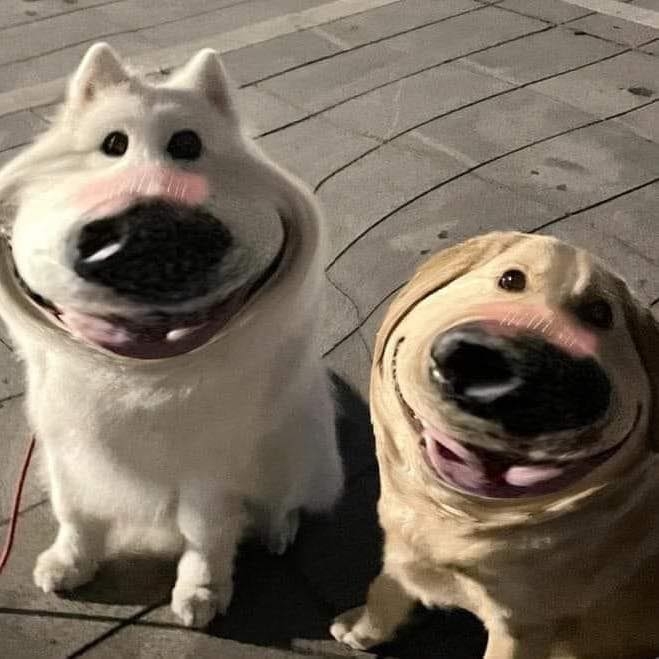 Tuyển tập 50+ ảnh meme chó cười xả stress cho người xem