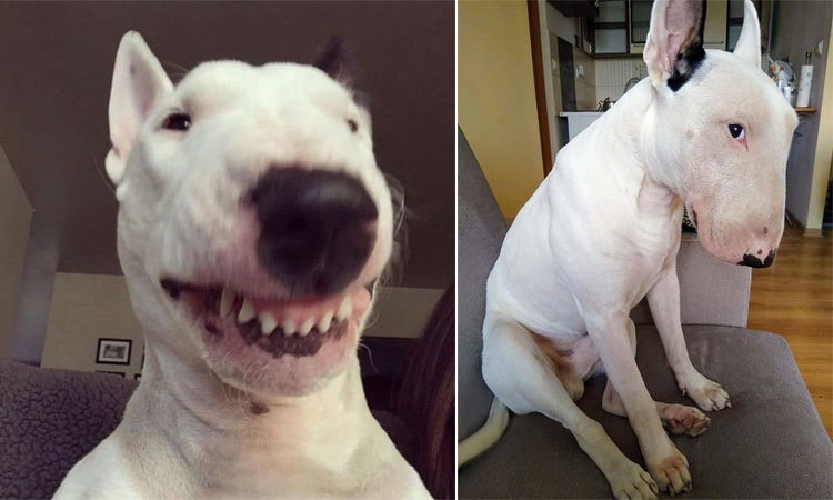 Tuyển tập 50+ ảnh meme chó cười xả stress cho người xem