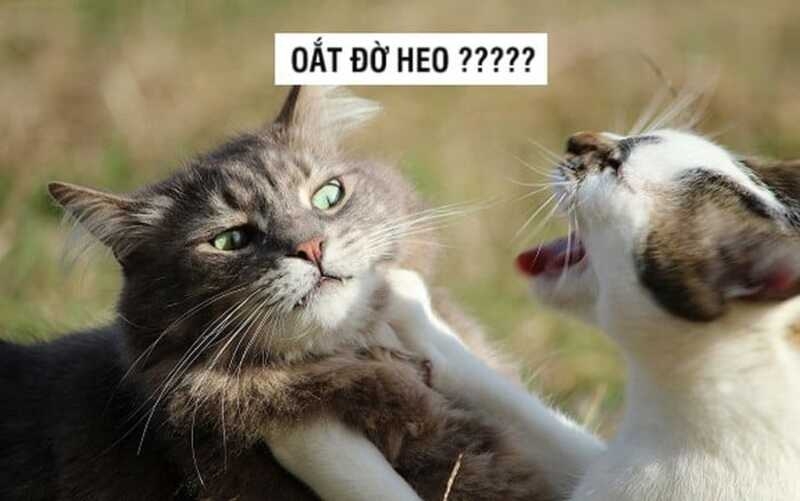 Bộ sưu tập meme đánh nhau, meme mèo đánh nhau hài hước, vui nhộn