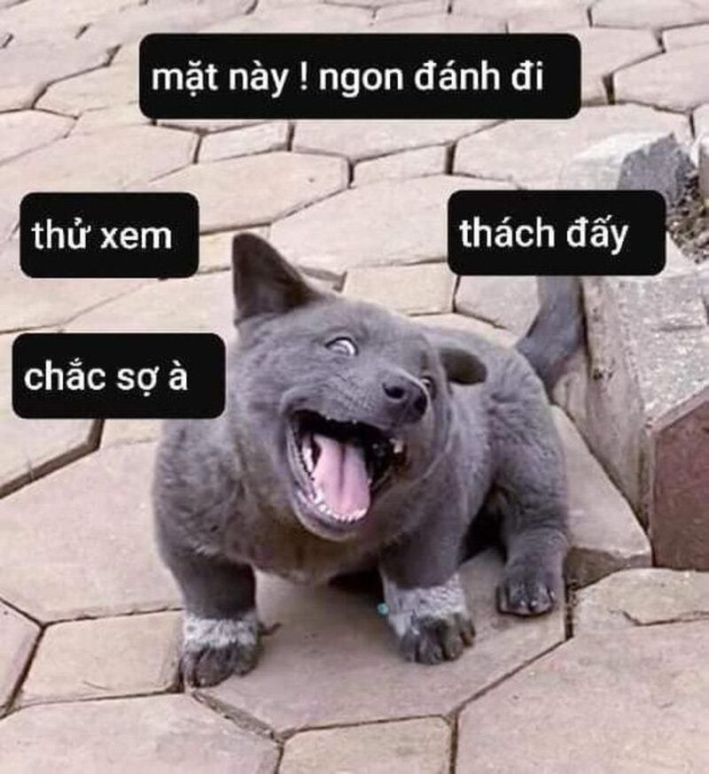 Bộ sưu tập meme đánh nhau, meme mèo đánh nhau hài hước, vui nhộn