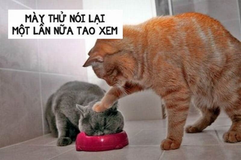 Bộ sưu tập meme đánh nhau, meme mèo đánh nhau hài hước, vui nhộn
