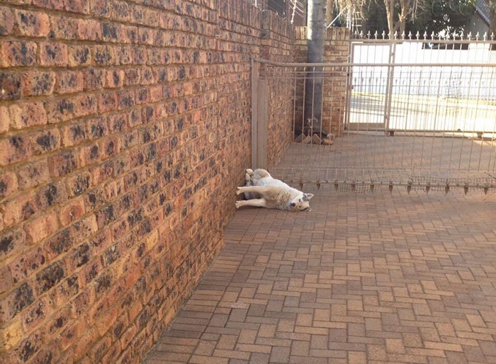 Khám phá bộ sưu tập hình ảnh meme ngủ cute, đáng yêu và độc đáo