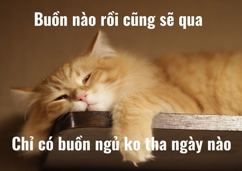 Khám phá bộ sưu tập hình ảnh meme ngủ cute, đáng yêu và độc đáo