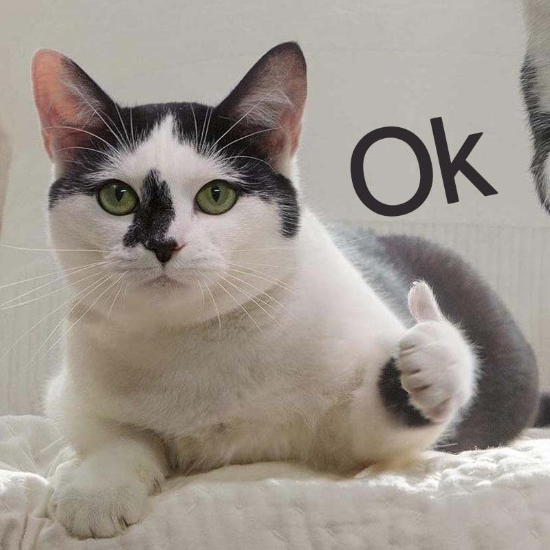 Meme OK là gì? TOP meme OK nổi bật trên mạng xã hội hiện nay