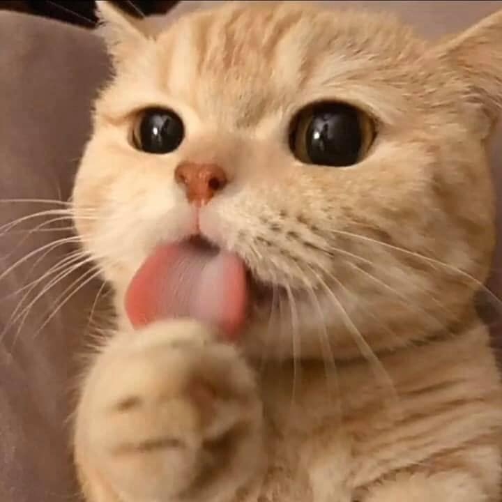 Mlem mlem là gì? Có nghĩa là gì mà đông đảo cộng đồng mạng đều dùng?