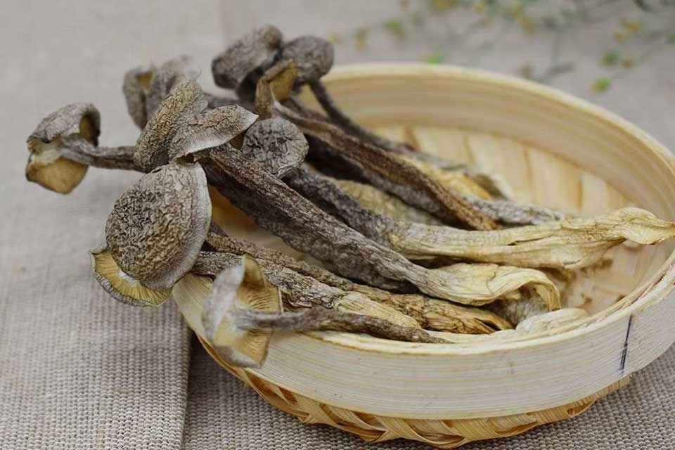 Nấm lộc nhung là gì? Tác dụng, cách dùng và những điều cần biết