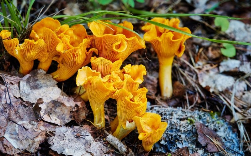 Nấm mồng gà: Đặc điểm, tác dụng và cách sử dụng hiệu quả nhất