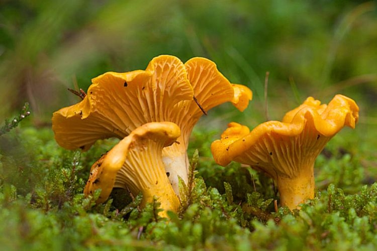 Nấm mồng gà: Đặc điểm, tác dụng và cách sử dụng hiệu quả nhất