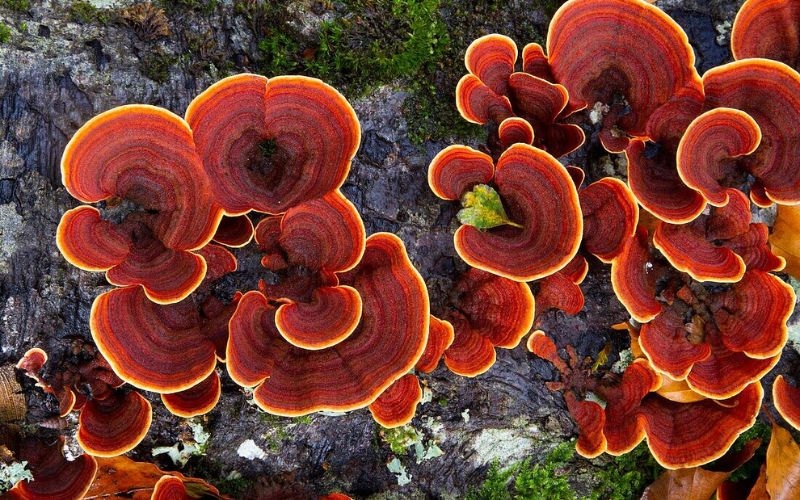 Nấm vân chi: Đặc điểm, tác dụng, cách dùng và một số điều cần lưu ý