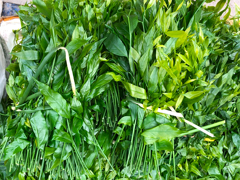 Rau ngót rừng: Giá trị dinh dưỡng và gợi ý các món ngon