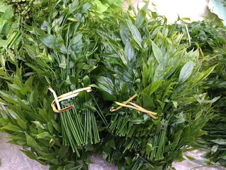 Rau ngót rừng: Giá trị dinh dưỡng và gợi ý các món ngon