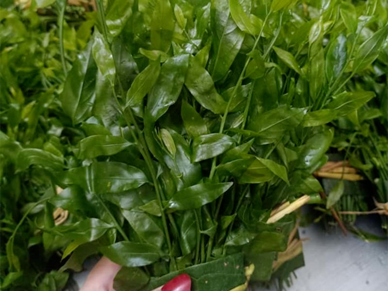 Rau ngót rừng: Giá trị dinh dưỡng và gợi ý các món ngon