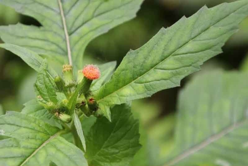 Rau tàu bay là rau gì? Tổng hợp những món ngon từ rau tàu bay