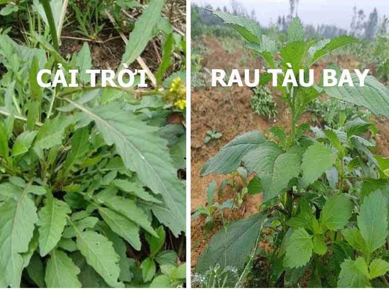 Rau tàu bay là rau gì? Tổng hợp những món ngon từ rau tàu bay