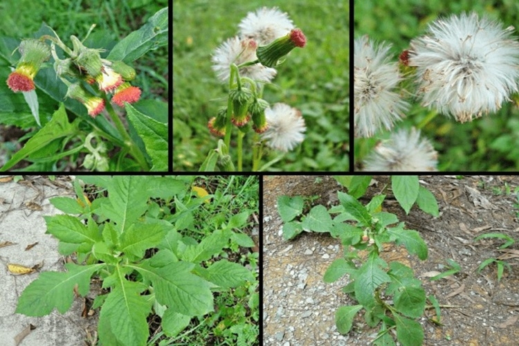 Rau tàu bay là rau gì? Tổng hợp những món ngon từ rau tàu bay