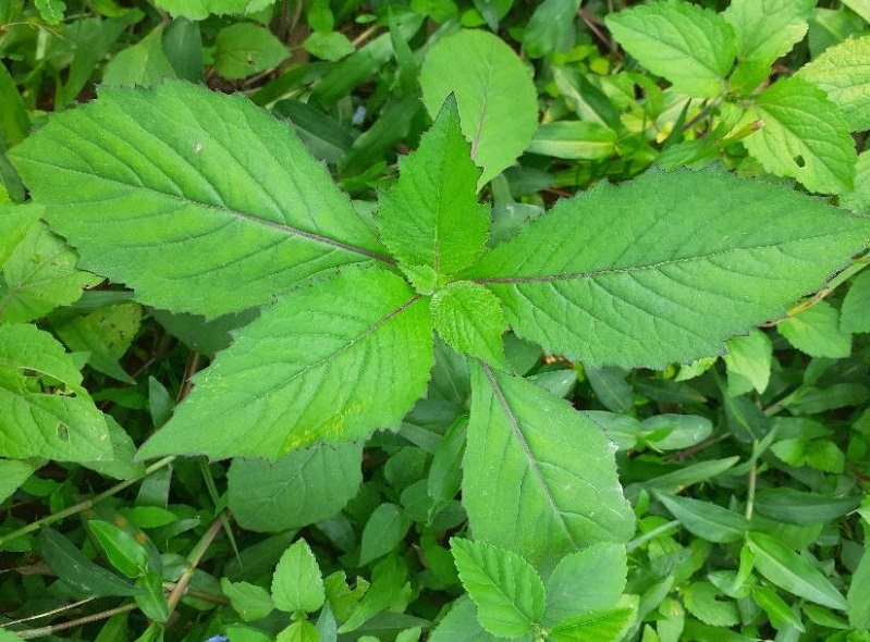 Rau tàu bay là rau gì? Tổng hợp những món ngon từ rau tàu bay