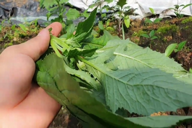 Rau tàu bay là rau gì? Tổng hợp những món ngon từ rau tàu bay