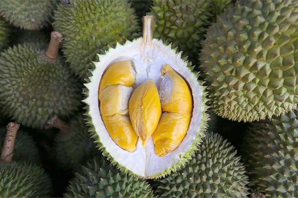 Sầu Musaking: Vua của các loại sầu riêng với hương vị đậm đà khó quên