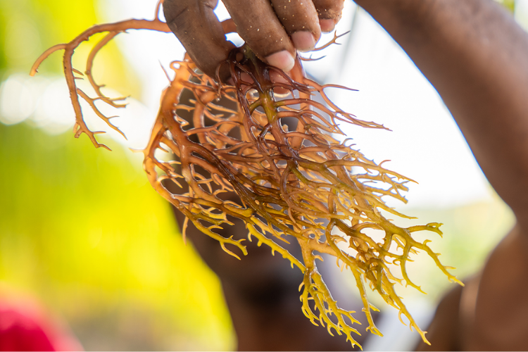 Sea moss là gì? Khám phá các lợi ích sức khỏe và cách sử dụng