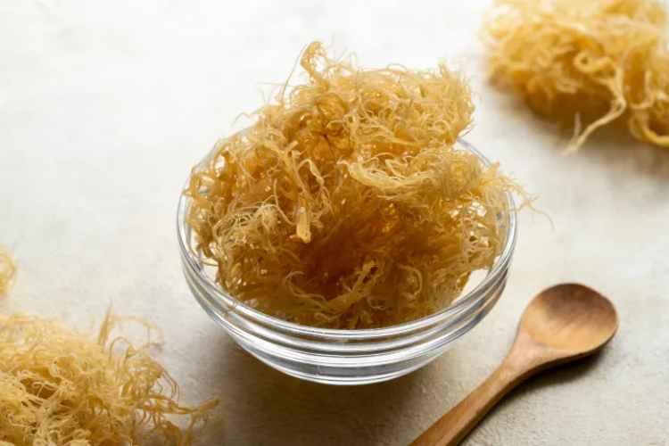 Sea moss là gì? Khám phá các lợi ích sức khỏe và cách sử dụng