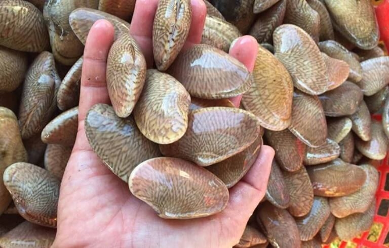 Bật mí 3 công thức sò lụa hấp sả bổ dưỡng, thơm ngon, đơn giản