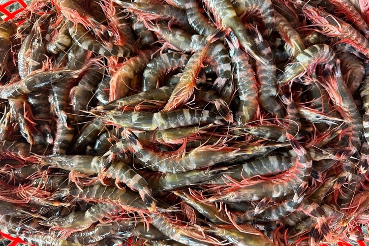 Tôm sắt biển là tôm gì, đặc điểm nhận dạng và những món ngon