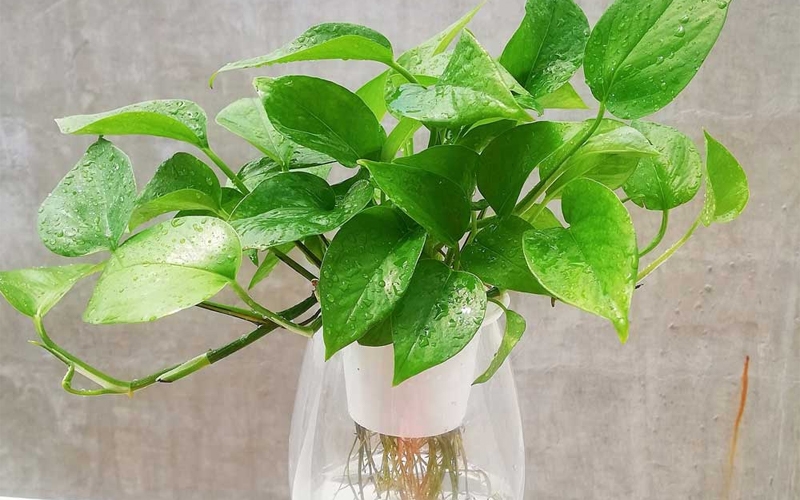 Cây trầu bà có ý nghĩa gì? Tổng hợp 20 loại trầu bà phổ biến