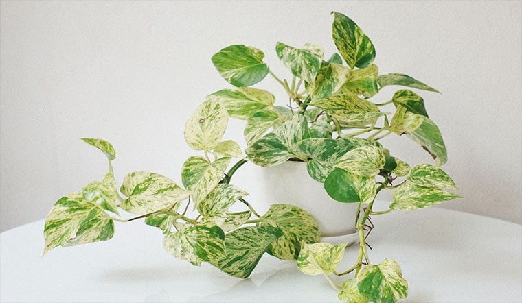 Cây trầu bà có ý nghĩa gì? Tổng hợp 20 loại trầu bà phổ biến